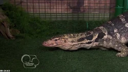 Jessie Disney Channel Mr Kipling