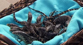 Mrs. Kipling's Baby Lizards | Jessie Wiki | Fandom