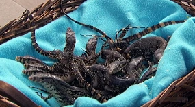 Mrs. Kipling's Baby Lizards | Jessie Wiki | Fandom