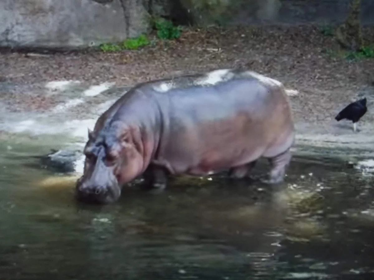 Hippopotamus | Disney Parks Wiki | Fandom