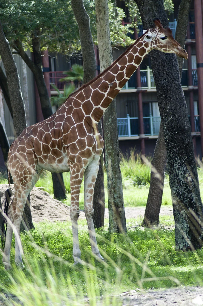 Reticulated Giraffe | Disney Parks Wiki | Fandom