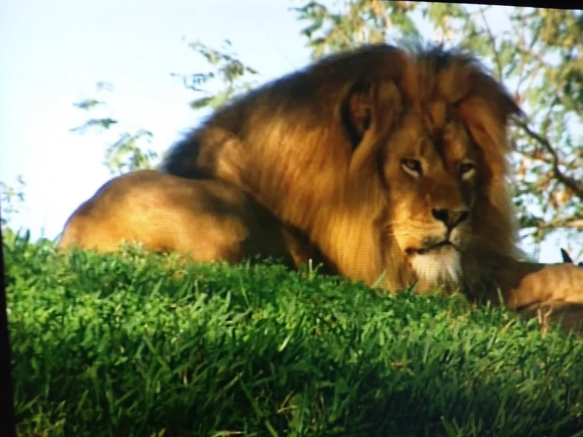 Lion | Disney Parks Wiki | Fandom
