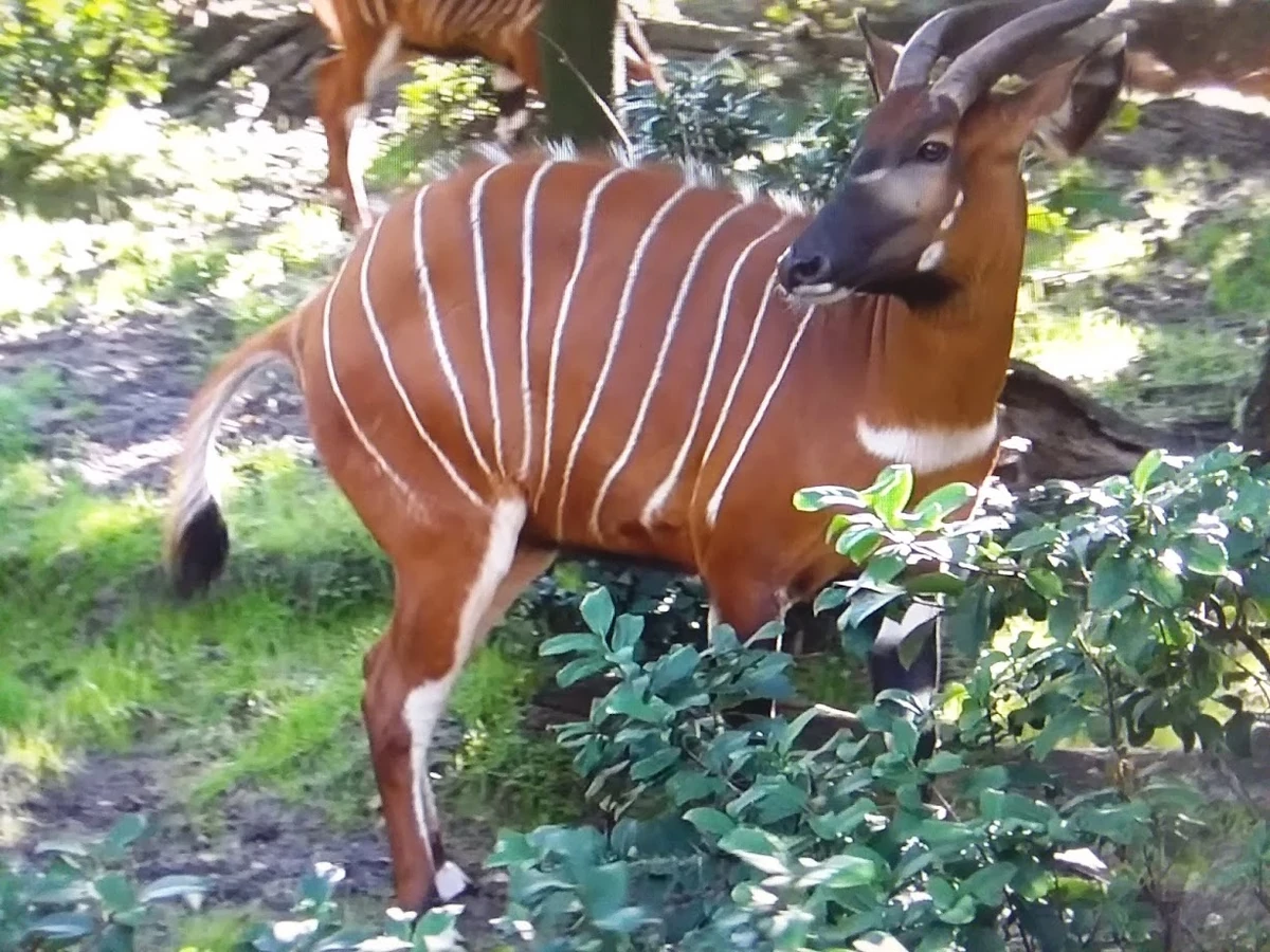 Bongo | Disney Parks Wiki | Fandom