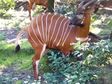 Bongo | Disney Parks Wiki | Fandom