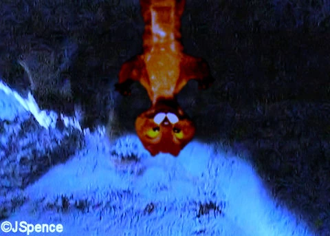 The Weasel | Disney Parks Wiki | Fandom