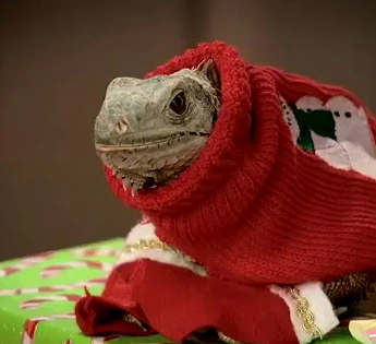 Leanor | Kickin' It Wiki | Fandom