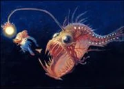 Anglerfish | Disney's Sebastian & Dory Wiki | Fandom
