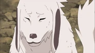 Akamaru | Japanese Anime Wiki | Fandom