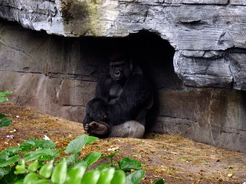 Pangani Forest Exploration Trail | Disney Theme Parks Wiki | Fandom