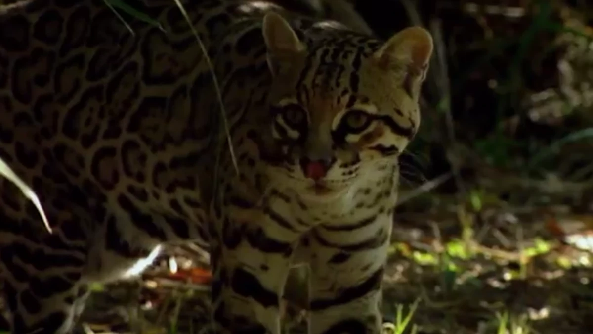 Ocelot | Disney's Totally Ichigo Momomiya - (2007) Wiki | Fandom