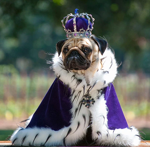 King Pug | Disneyvillainroleplay Wiki | Fandom