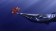 Barracuda | Wickedpedia | Fandom