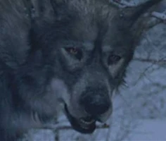 Narnia Maugrim