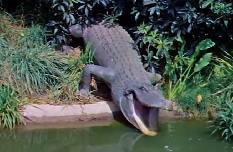 Crocodiles | Disney y Pixar | Fandom