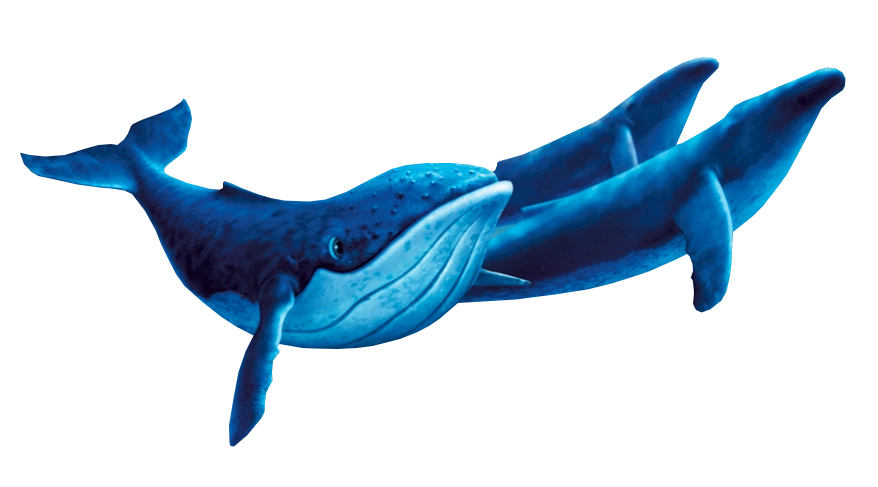 Humpback Whales | Disney y Pixar | Fandom