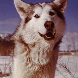 Nikki | Disney y Pixar | Fandom