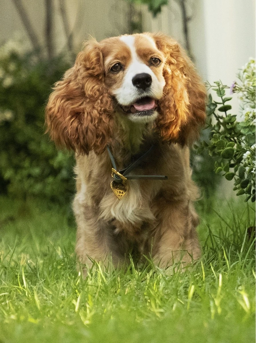 Lady (2019) | Disney y Pixar | Fandom