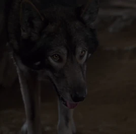 Akela (1998) | Disney y Pixar | Fandom