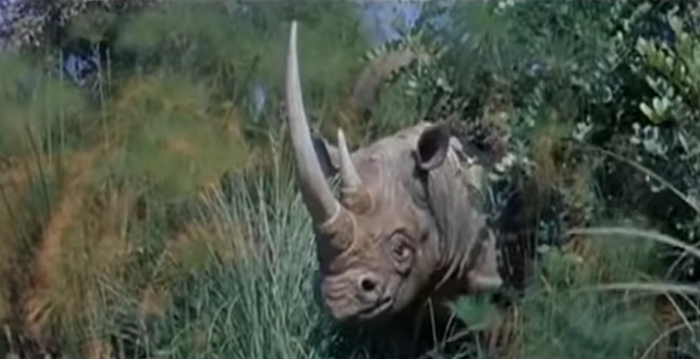 Rhino Family | Disney y Pixar | Fandom