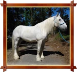 Horse-Drawn Trolley | Disney y Pixar | Fandom