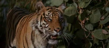 Tiger | Disney y Pixar | Fandom