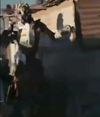 Drunk Prawn | District 9 Wiki | Fandom