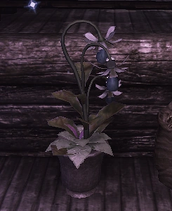 Oak Tears | Divinity Wiki | Fandom