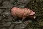 Pig (Divine Divinity) | Divinity Wiki | Fandom