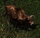 Cow | Divinity Wiki | Fandom
