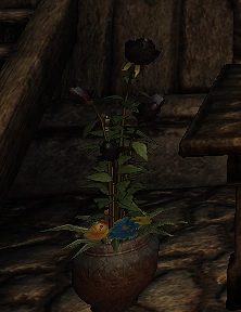 Black Rose | Divinity Wiki | Fandom