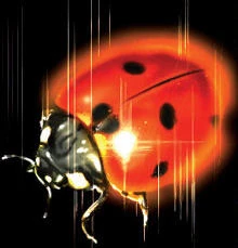 Dragon Polymorph | Divinity Wiki | Fandom