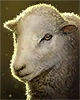 Sheep (Original Sin 2) | Divinity Wiki | Fandom