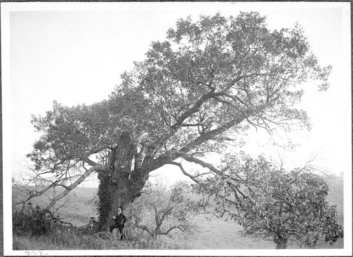 Gloom Trees | Dmcollabs Wikia | Fandom