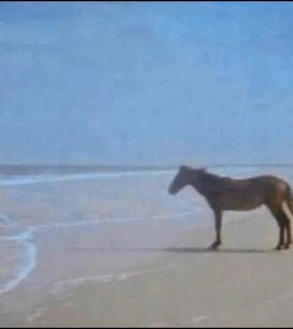 Shawn's Horse | D&D Fellers Wiki | Fandom