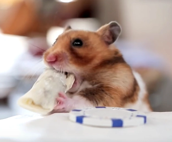 Wiggins | Dndpodcast Wiki | Fandom