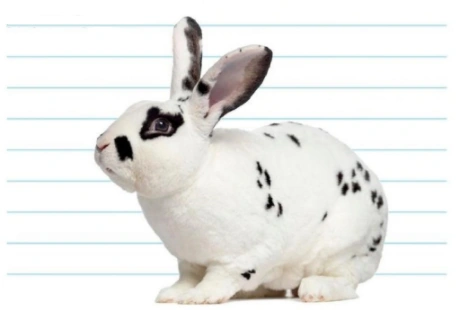 Frisky | Diary of a Wimpy Kid Wiki | Fandom