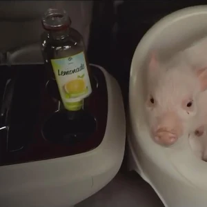 Discuss Everything About Diary of a Wimpy Kid Wiki | Fandom