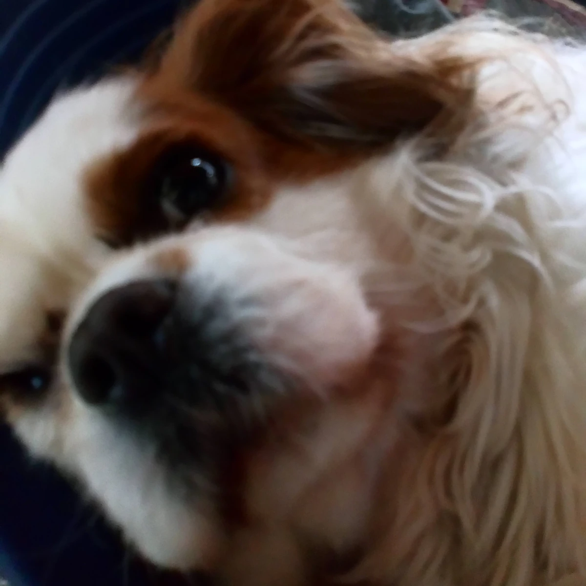 Lily | Wiki Dobalpha | Fandom