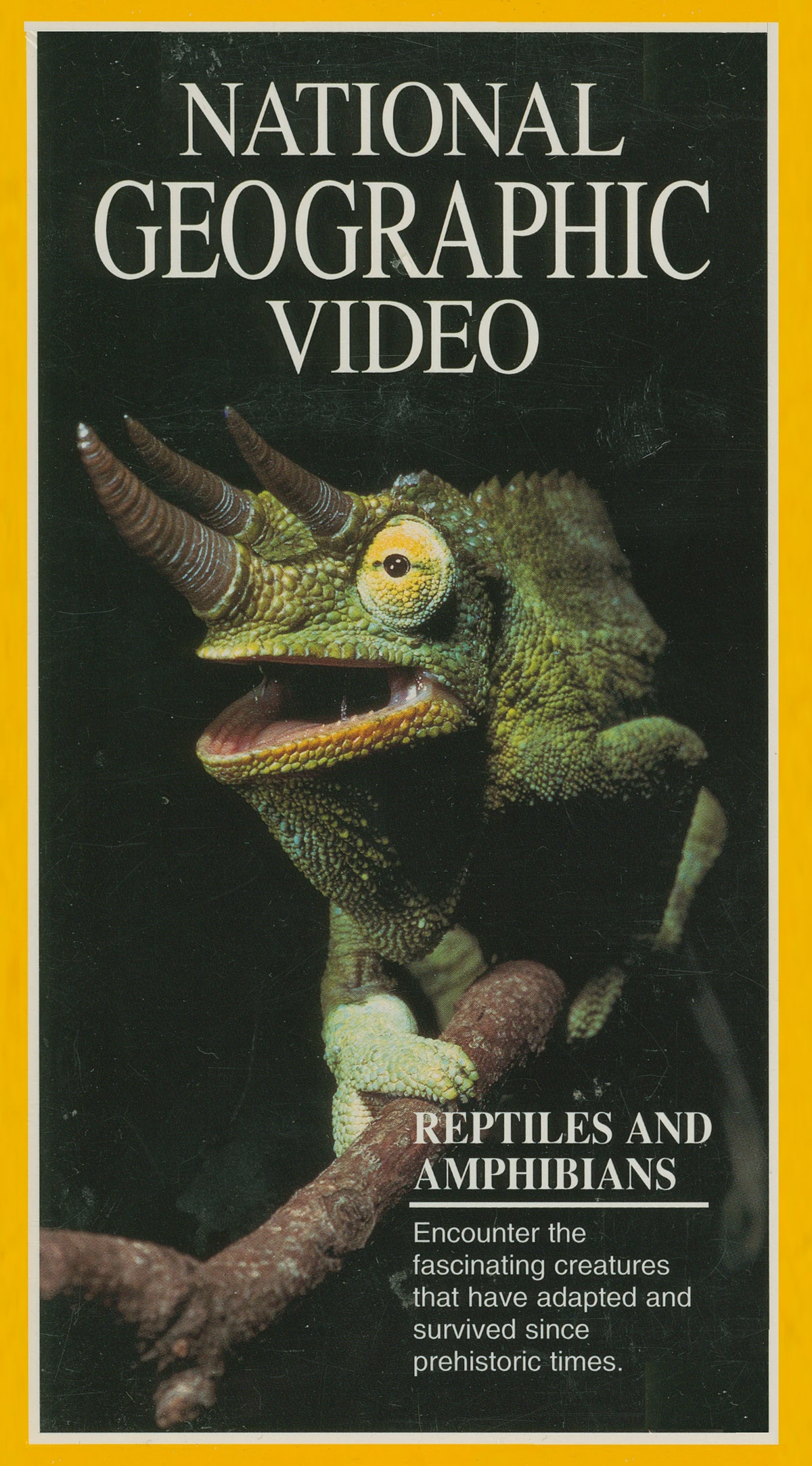 Reptiles y anfibios | Doblaje Wiki | Fandom