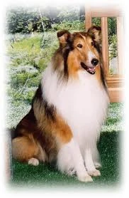 Lassie (serie de TV) | Doblaje Wiki | Fandom