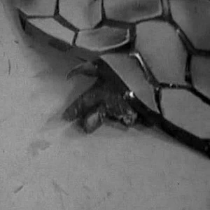 Daleks | Doctor Who Beyond The Cancellation Wiki | Fandom