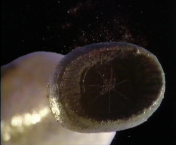 Axos | Doctor Who Concordance Wiki | Fandom