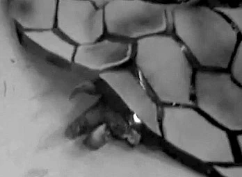 Kaled-Mutant | Doctor Who Torchwood Wiki | Fandom