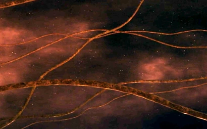 Lankin | Doctor Who Torchwood Wiki | Fandom