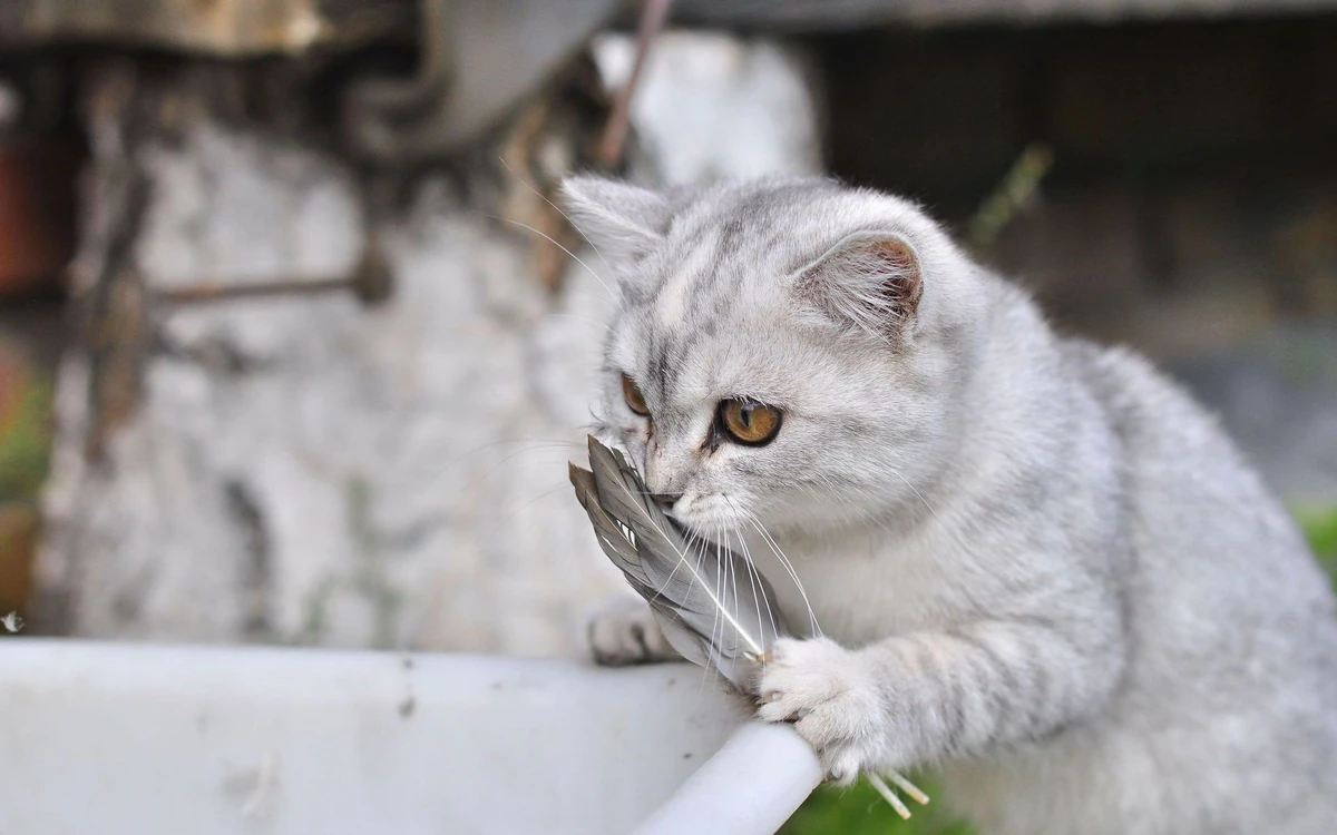 Dara (The Daleks) | Doctorwhowarriorcats Wikia | Fandom