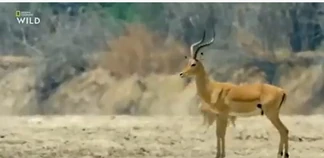 4 el inadaptado | Wiki Documentales de naturaleza | Fandom