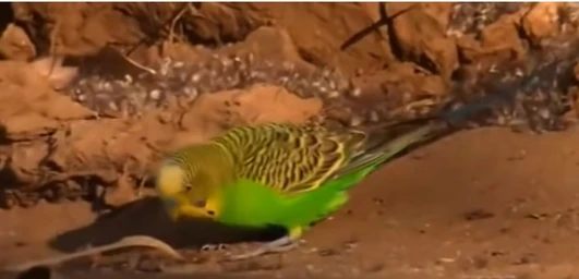 Australia, tierra de loros | Wiki Documentales de naturaleza | Fandom