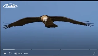 5 Aves | Wiki Documentales de naturaleza | Fandom