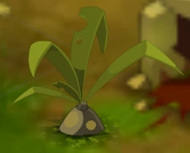Mandrake (Plant) | Dofus Wiki | Fandom