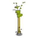 Bewitched Pine | Dofus Wiki | Fandom